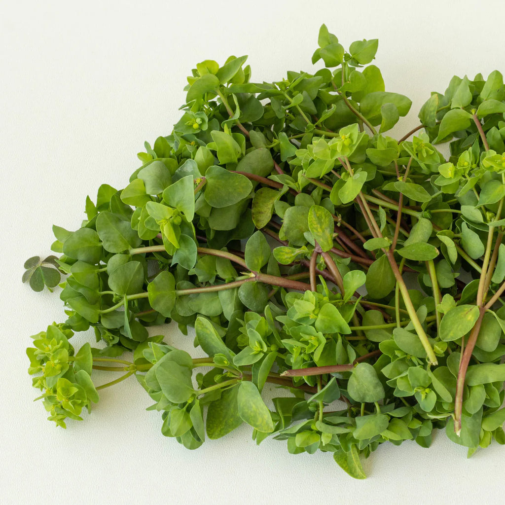 Kuş Otu Nedir, Kuş Otu Faydaları, Nasıl Kullanılır | Mimi Çiftliği