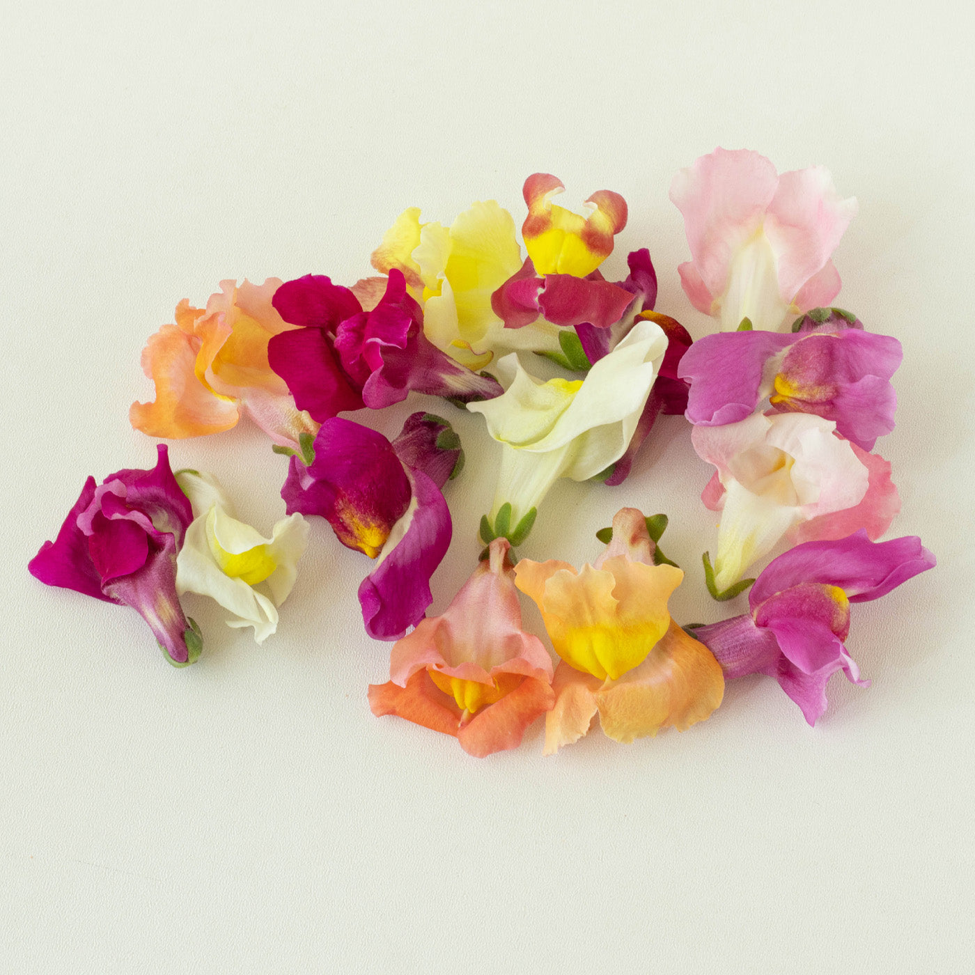 Snapdragon Flower | Edible Flowers | Mimi Farm