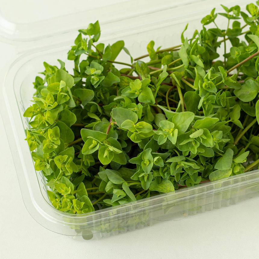 Chickweed chickweed