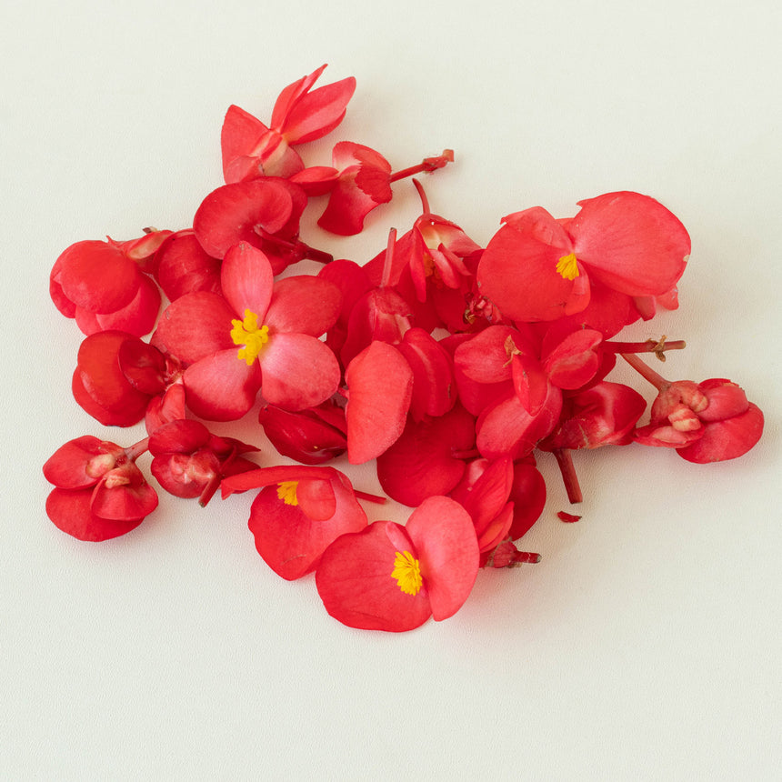 Plum Blossom Edible Flowers Mimi Farm plum-blossom-edible-flowers-mimi-farm