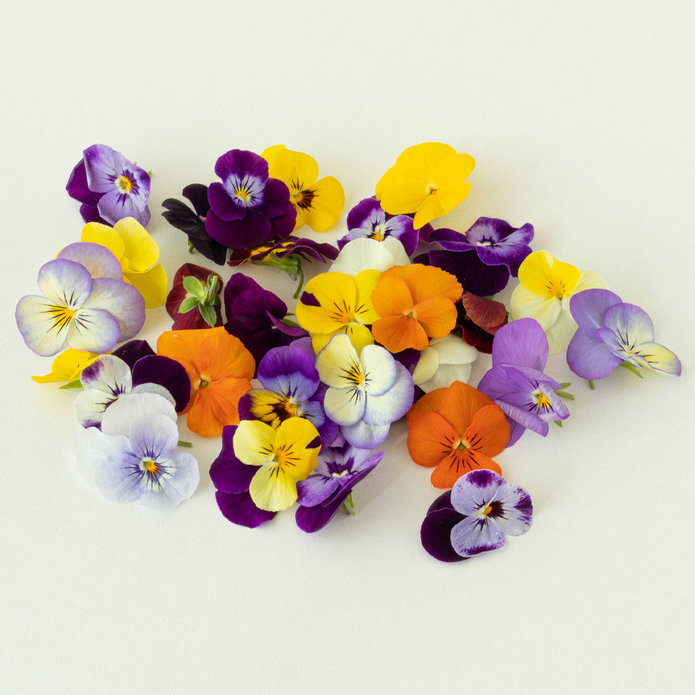 Mixed Color Gastro Violet | Edible Flowers | Mimi Farm