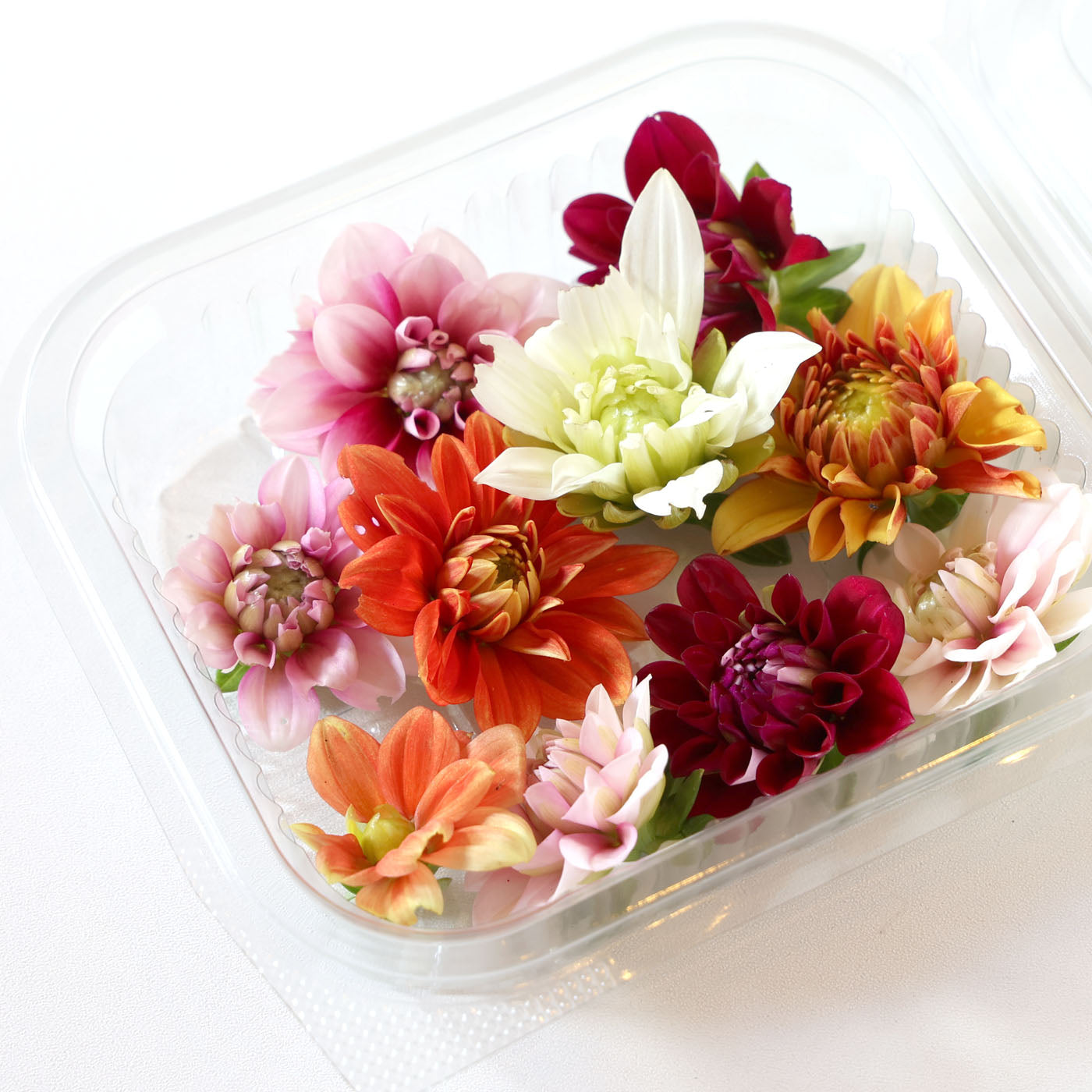 Dahlia Flower - Edible Flowers | Mimi Farm