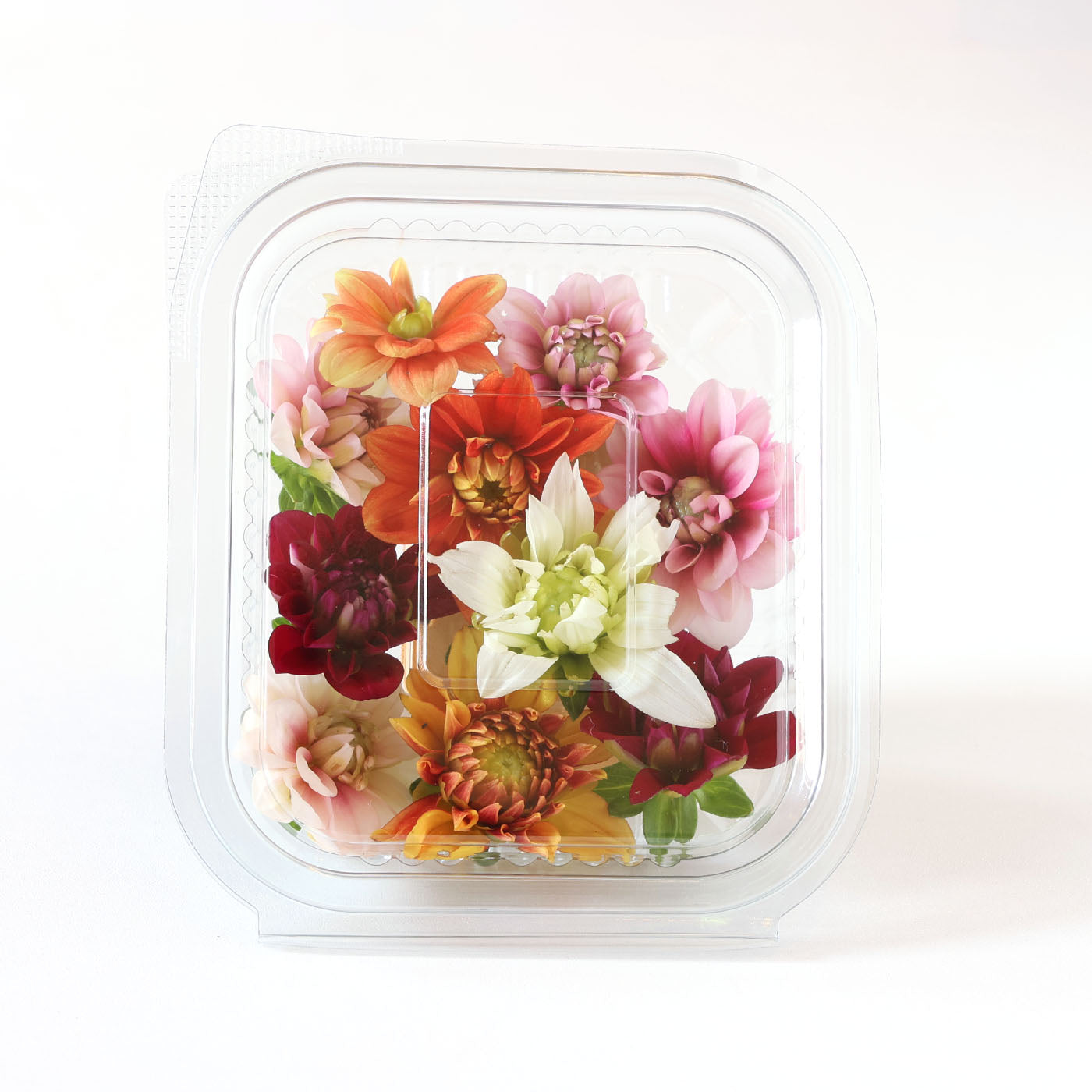 Dahlia Flower - Edible Flowers | Mimi Farm