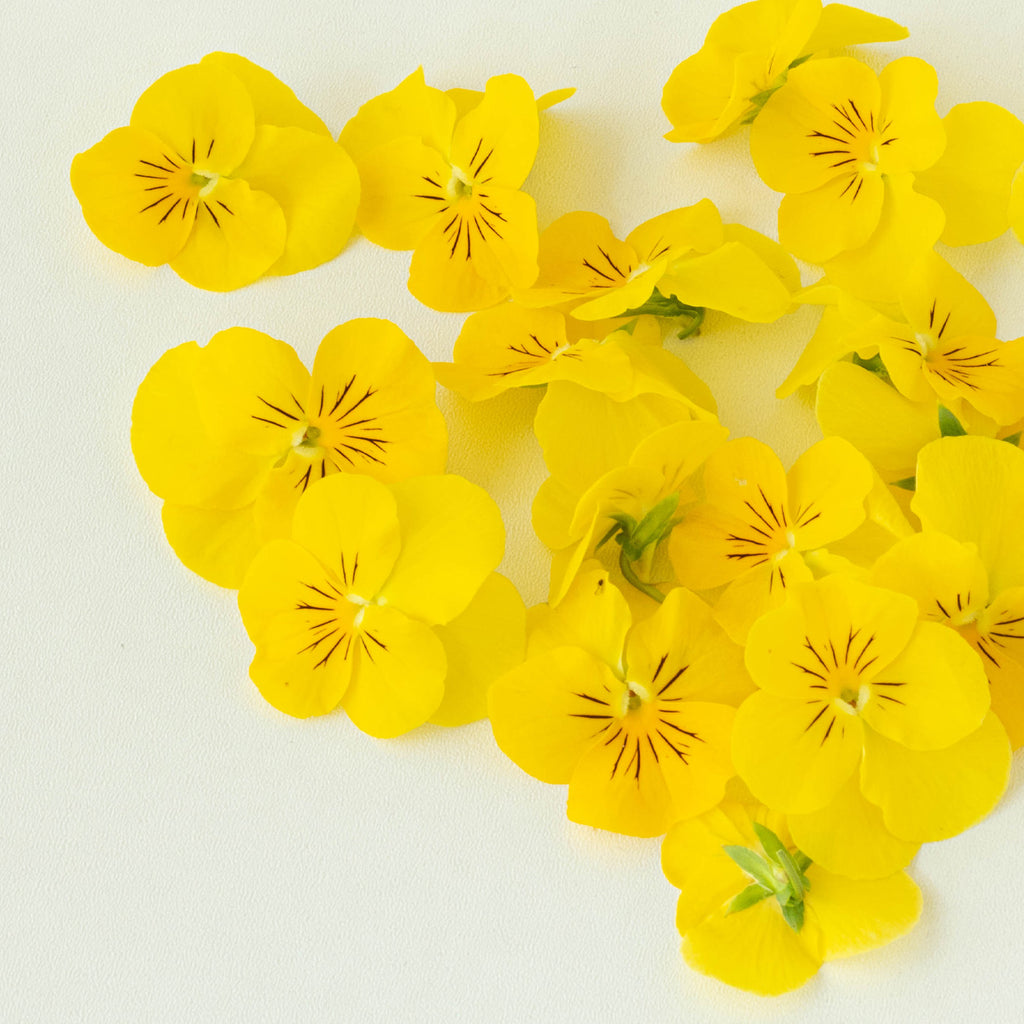 Yellow Edible Violets | Edible Flowers | Mimi Farm