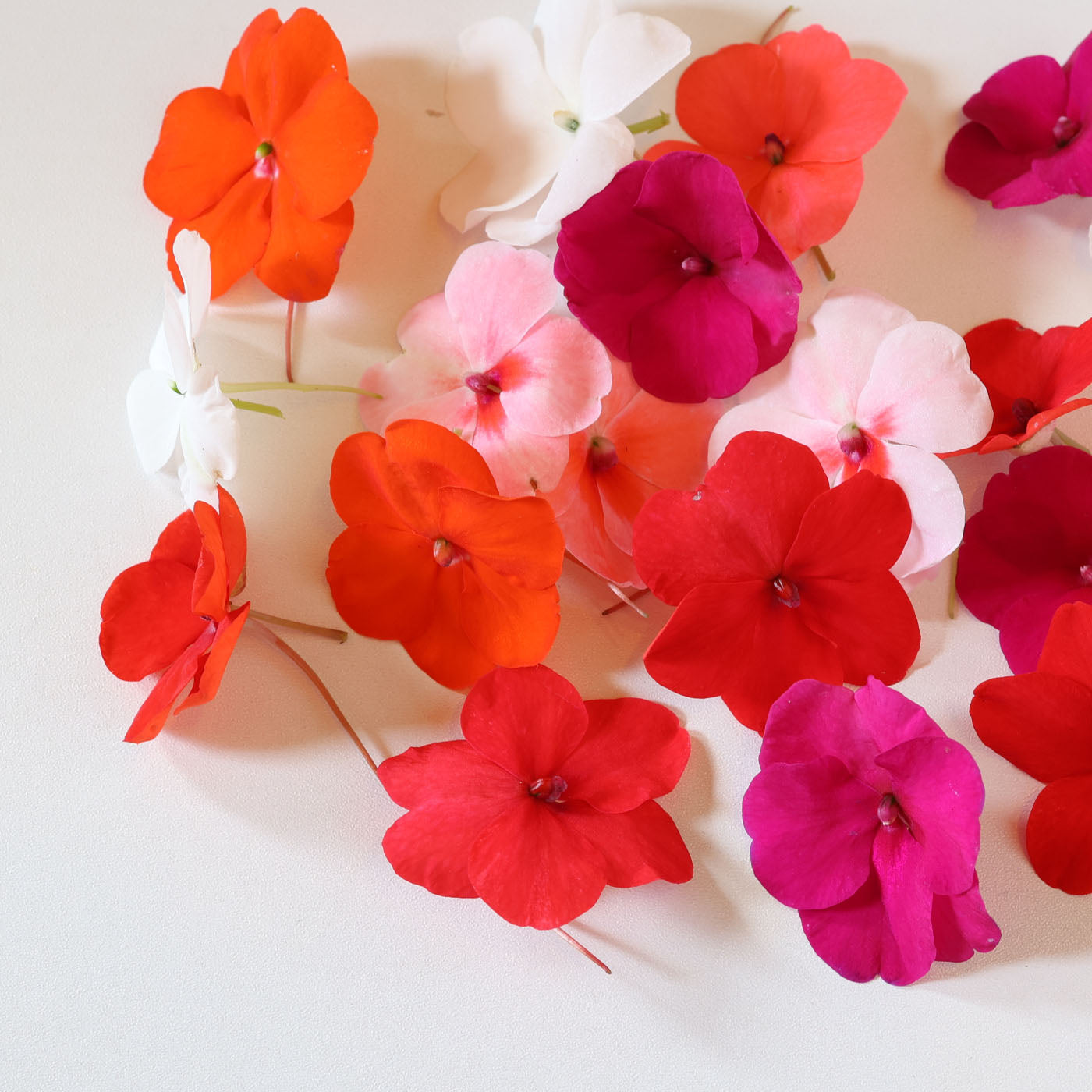 Impatens Flowers | Edible Flowers | Mimi Farm