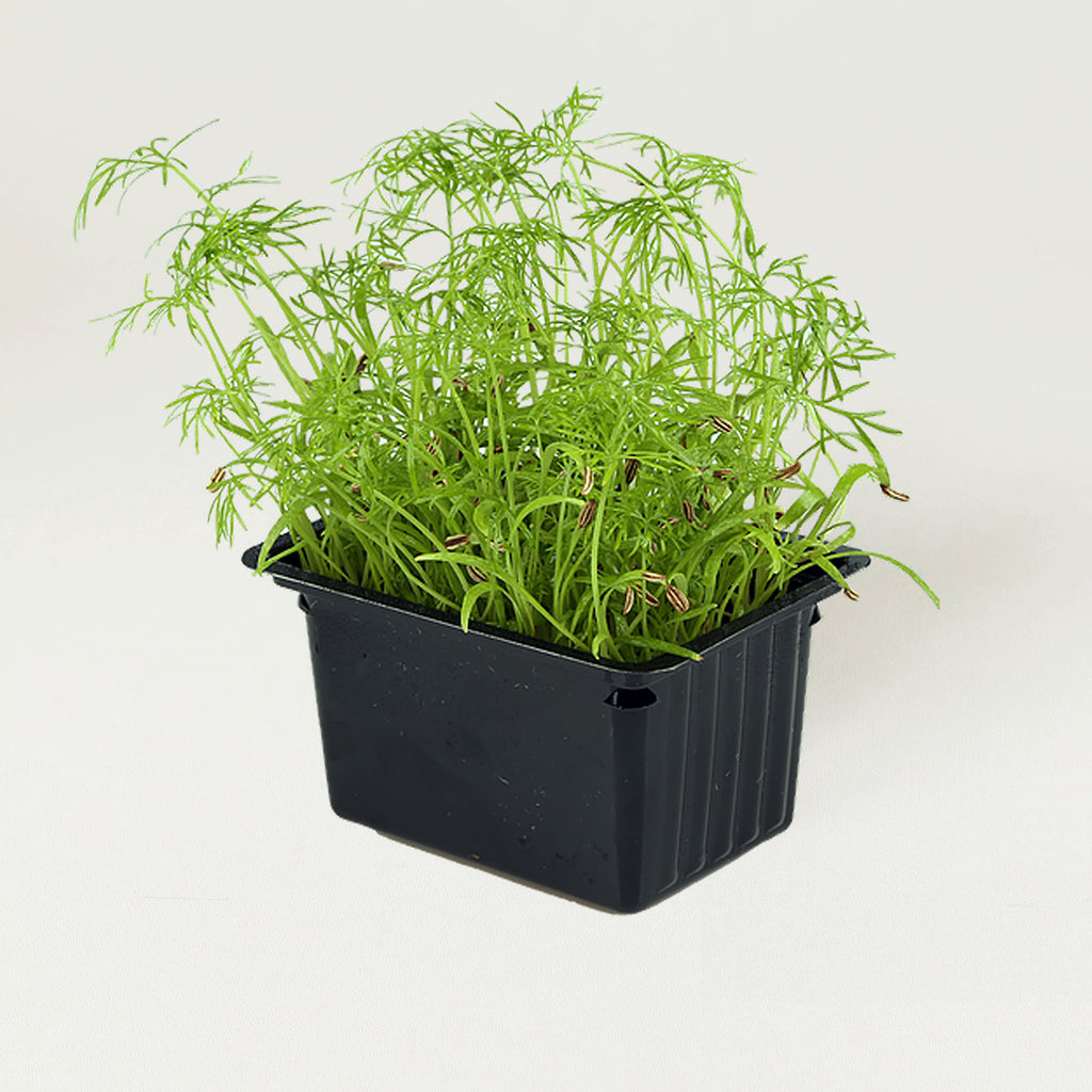 Fennel Sprouts | Micro Greens and Micro Sprouts | Mimi Farm
