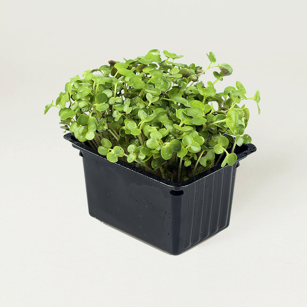 Yellow Mustard Sprouts | Micro Sprouts Micro Greens | Mimi Farm