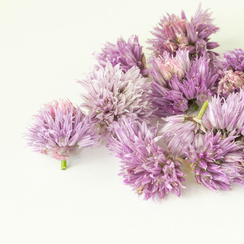 Onion Flower | Edible Flowers | Mimi Farm