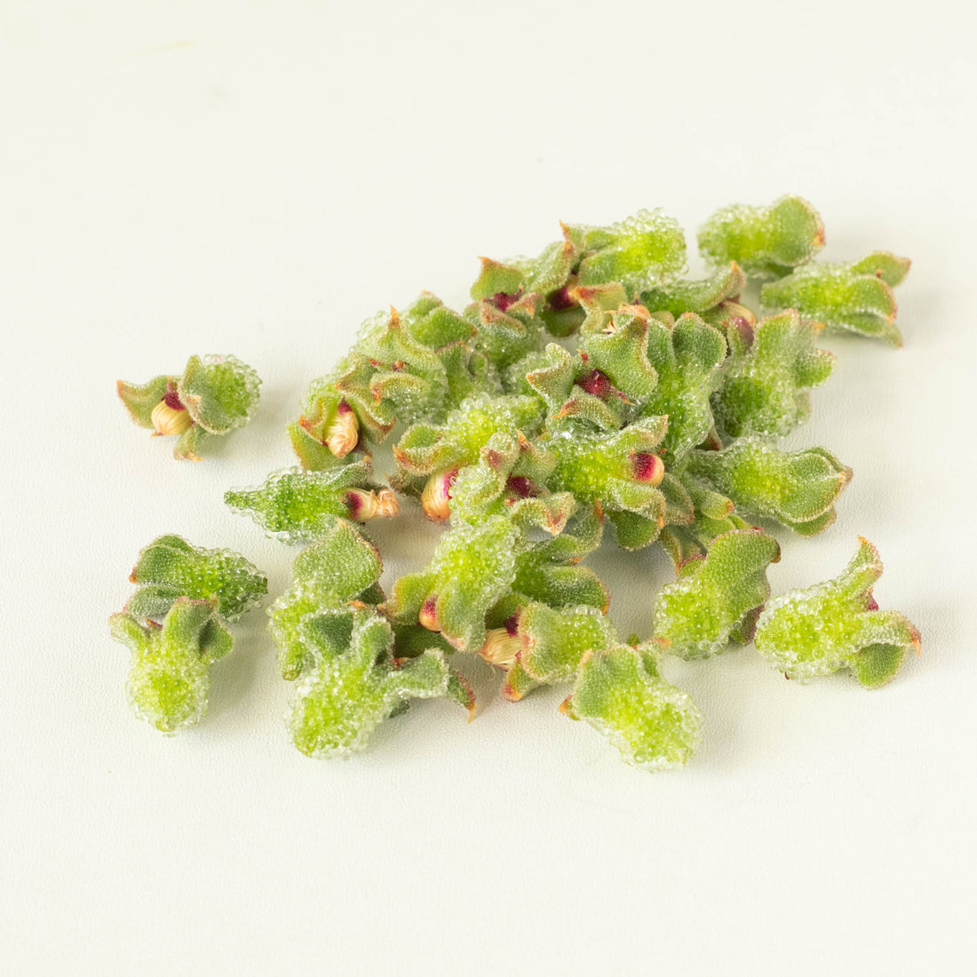 Solitaire Flower | Edible Flowers | Mimi Farm