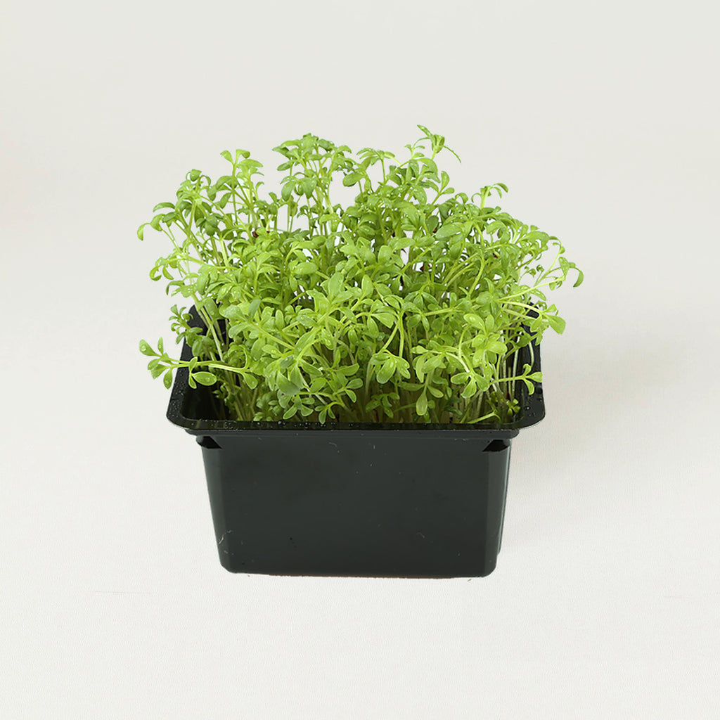 Cress Sprouts | Fresh Micro Sprouts - Micro Greens | Mimi Farm